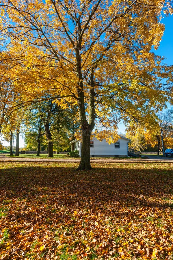 Large Yellow Tree in a Fall Stock Image - Image of park, walk: 154512215
