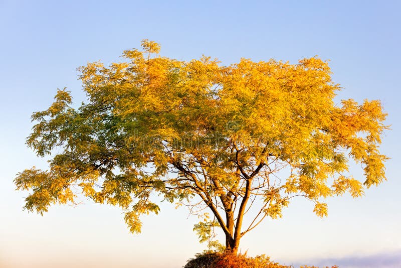 Large Yellow Tree in the Fall Stock Image - Image of autumn, northwest ...