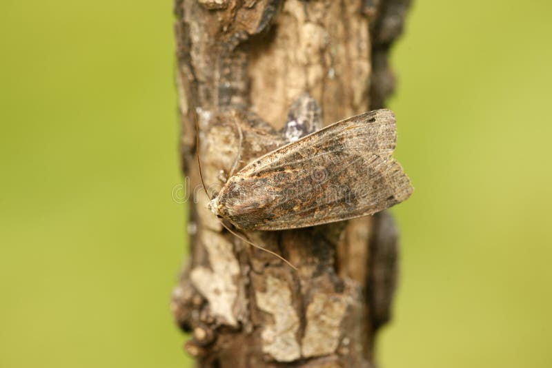 Large-yellow Underwing Moth, Noctua Pronuba Stock Image - Image of ...