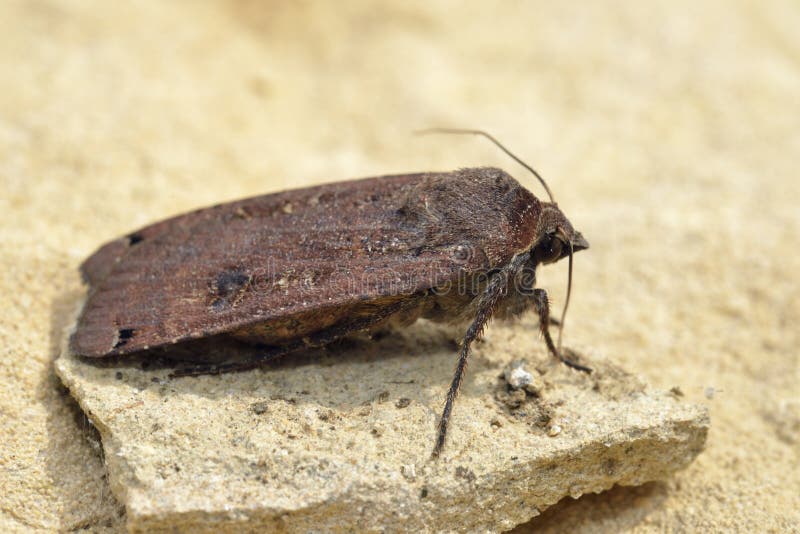 Large Yellow Underwing Moth Stock Image - Image of lepidoptera, britain ...