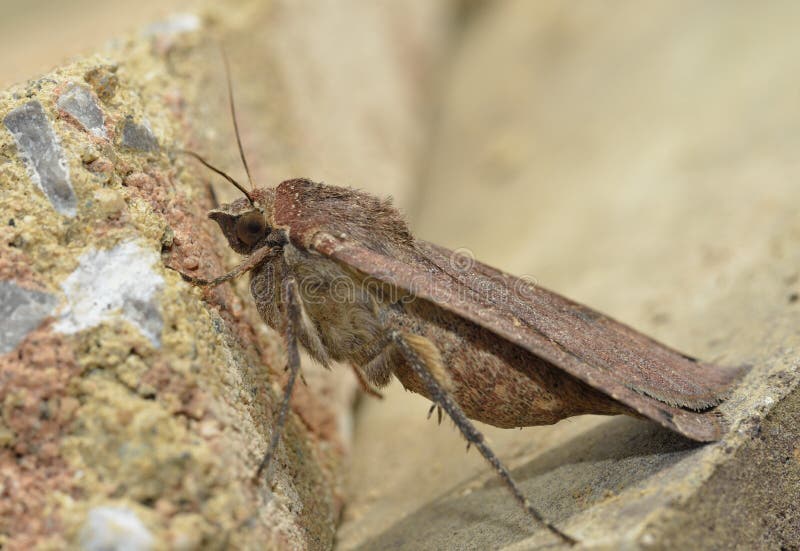 Large Yellow Underwing Moth Stock Image - Image of gloucestershire ...