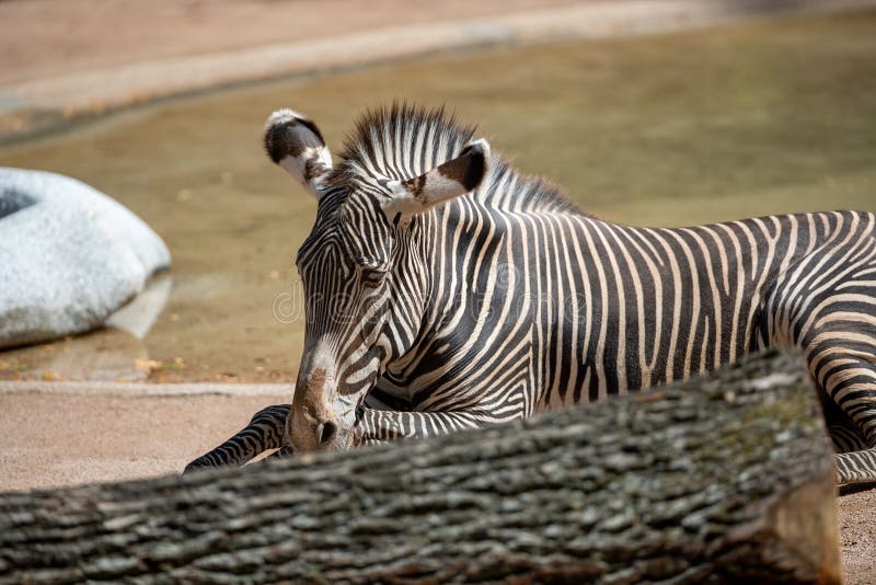 Large Zebra Laying in a Zoo Habitat Stock Image - Image of animal ...