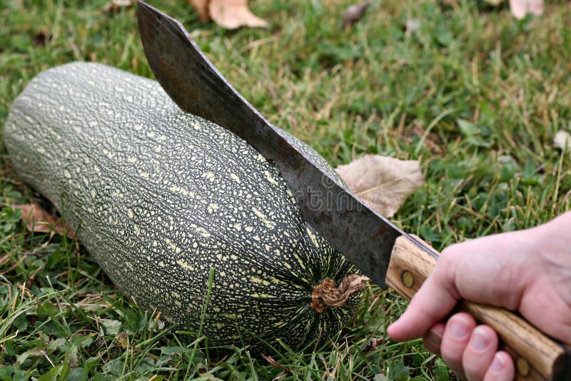 Large zucchini and knife stock image. Image of natural - 11011755