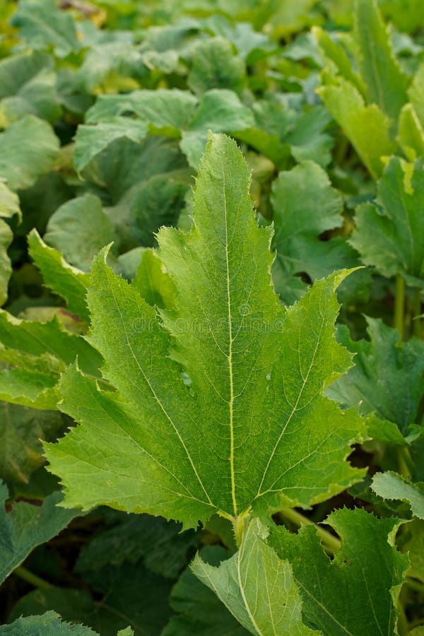 Large Zucchini Leaf, Soft Focus. Stock Image - Image of agriculture ...