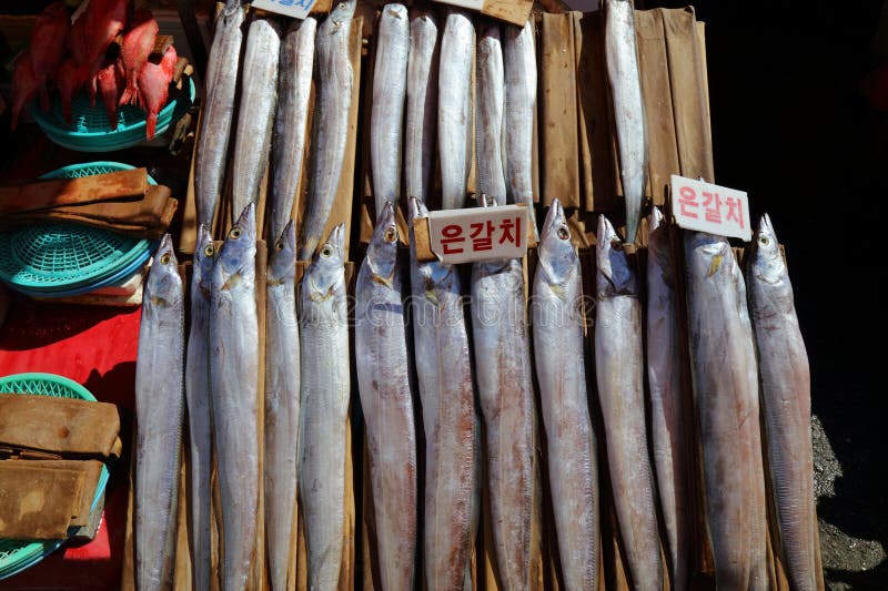 Largehead Hairtail Fish in Busan, Korea Stock Image - Image of seafood ...