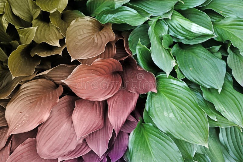 Large Green Leaves with Other Element Colors Background for Design ...