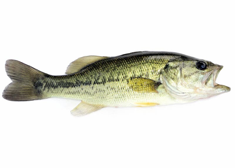 Smallmouth Bass Side View stock photo. Image of angling - 12542470
