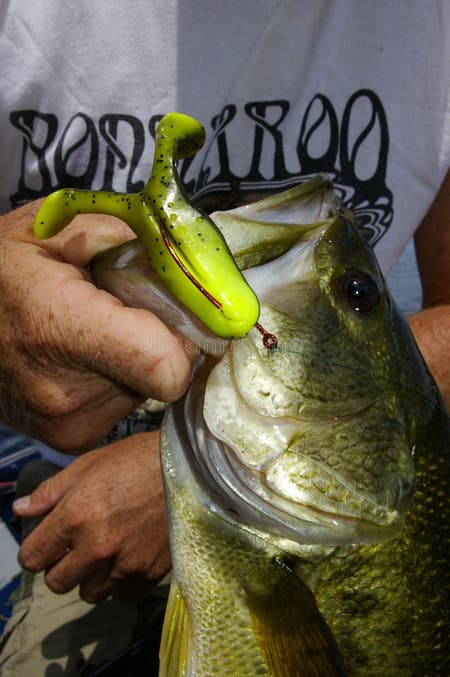 Large Mouth Bass Fishing Topwater Lure Bait Stock Image - Image of gill ...