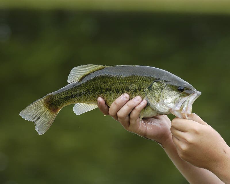 661 Largemouth Bass Stock Photos - Free & Royalty-Free Stock Photos ...