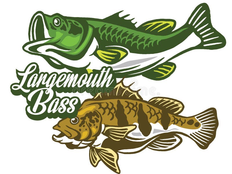 Vector Art Study Model of a Largemouth Bass Fish Species. Stock Vector ...