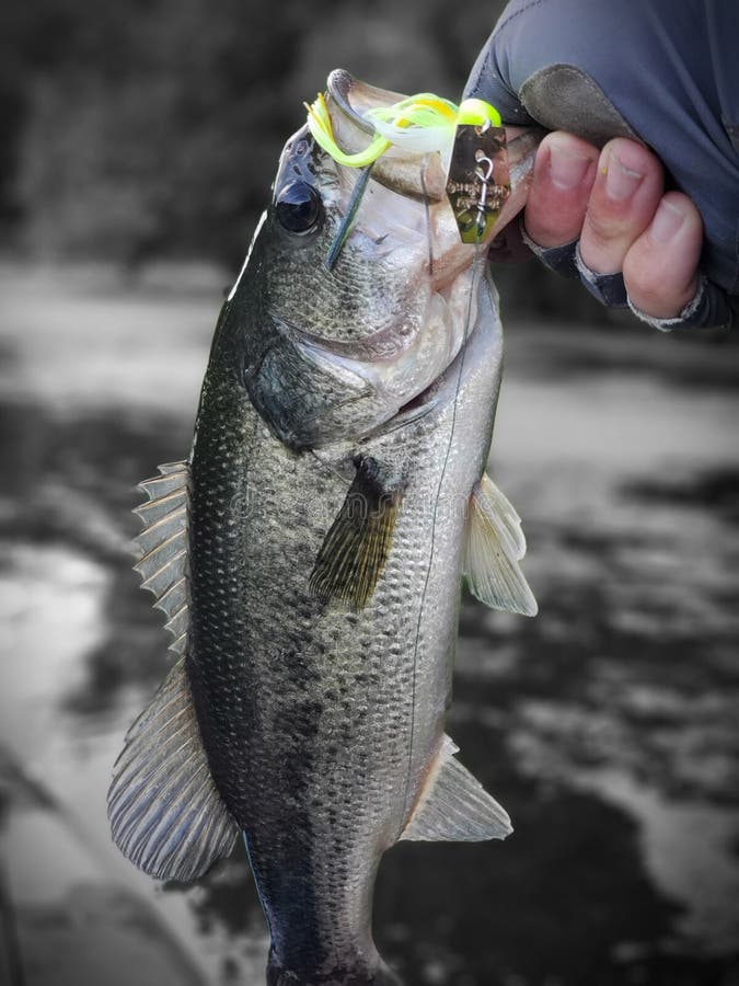 Largemouth bass. stock photo. Image of invertebrate - 190878518