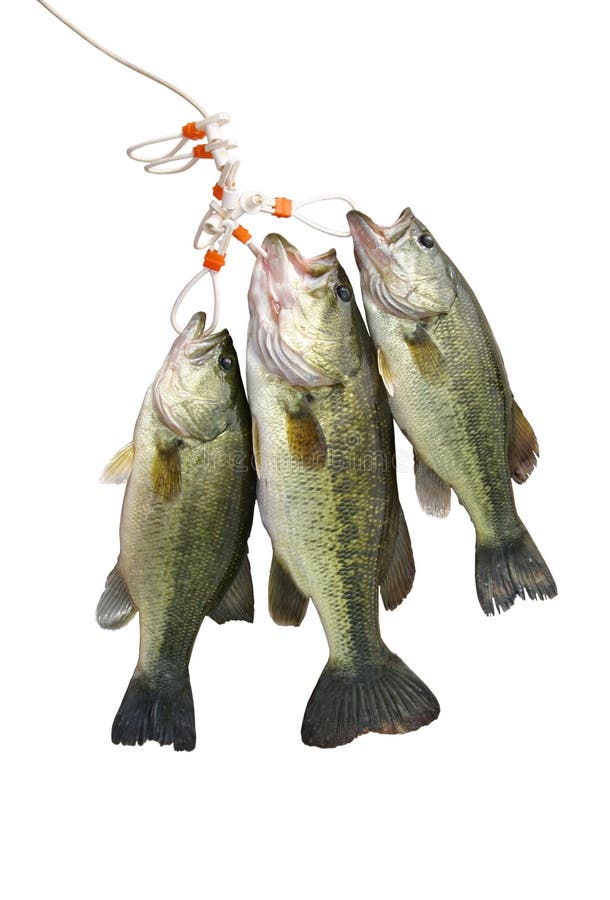 Largemouth Bass Stringer Isolated White Stock Photos - Free & Royalty ...