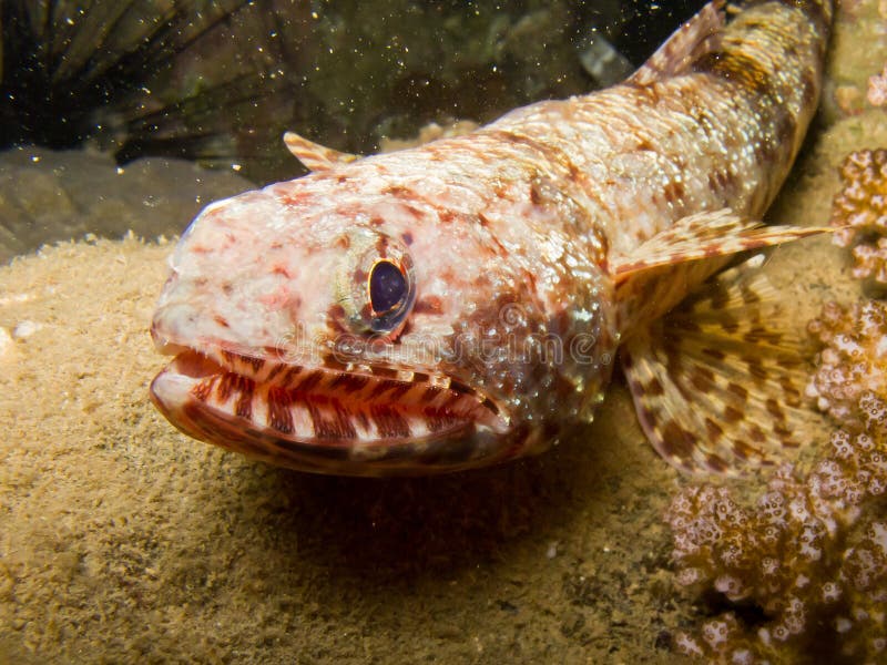 Largemouth triplefin fish stock photo. Image of marine - 15789762
