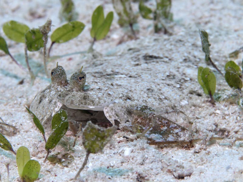 Largescale flundra arkivfoto. Bild av brigham, dykning - 36377224