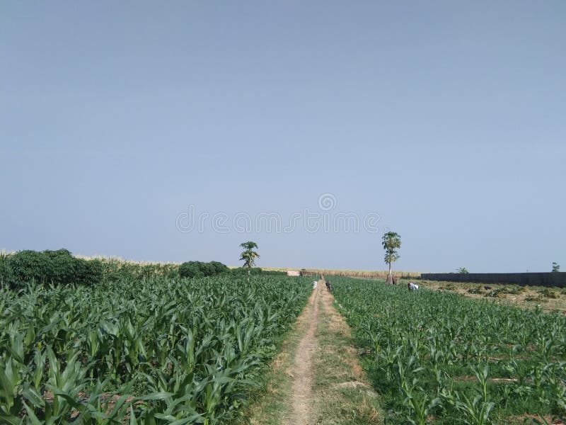 Largest Amazing Corn Field in Indonesia Stock Image - Image of amazing ...