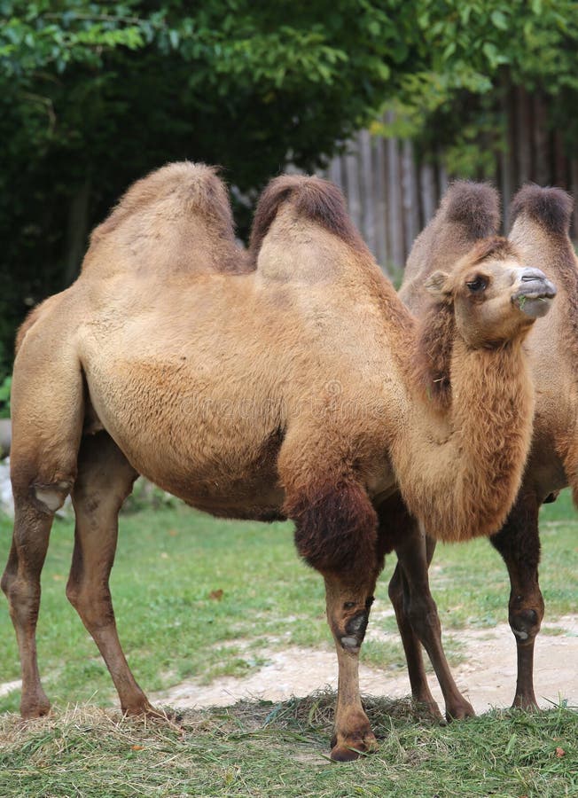 Two Bactrian Camels with Brown Hair while Eating Stock Photo - Image of ...