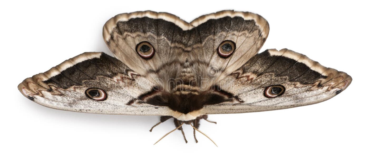 3,009 European Moth Stock Photos - Free & Royalty-Free Stock Photos ...