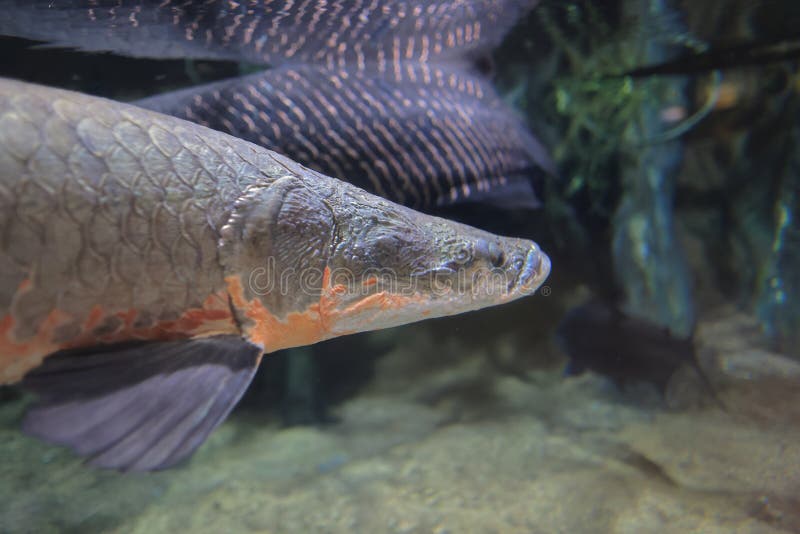 ..largest Freshwater Fish. Fish in the Aquarium Behind Glass.18 Nov ...