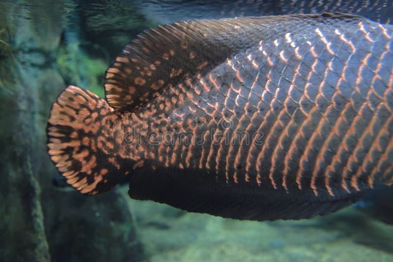 Largest Freshwater Fish. Fish in the Aquarium Behind Glass.18 Nov 2021 ...