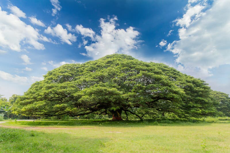 The Largest Monkey Pod Tree on the Blue Sky Stock Image - Image of ...