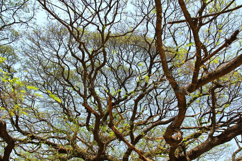Largest Monkey Pod Tree in Kanchanaburi Stock Photo - Image of plant ...