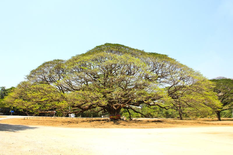 The Largest Monkey Pod Tree on the Blue Sky Stock Image - Image of ...