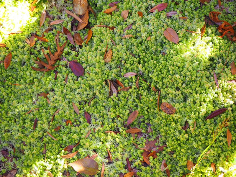 Big moss stock photo. Image of outdoor, plant, moss - 106366806