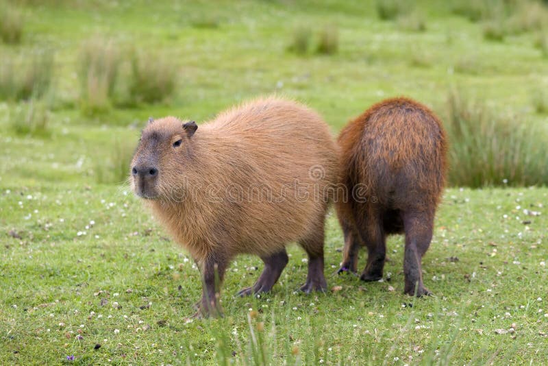 Largest Rodent in the World Stock Image - Image of hydrochaeris, giant ...