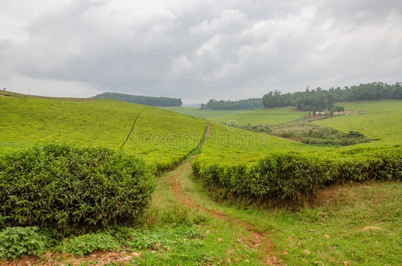 Largest Tea Plantation of Cameroon, Africa with Paths Leading through ...
