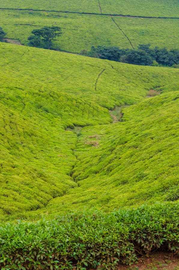 Largest Tea Plantation of Cameroon, Africa with Paths Leading through ...