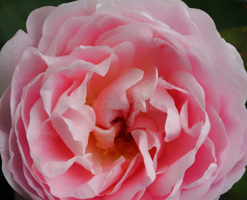 Largke romantic pink rose stock photo. Image of card - 89413452