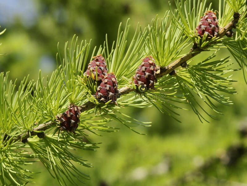 Larice. fotografia stock. Immagine di nave, pianta, cielo - 12769786