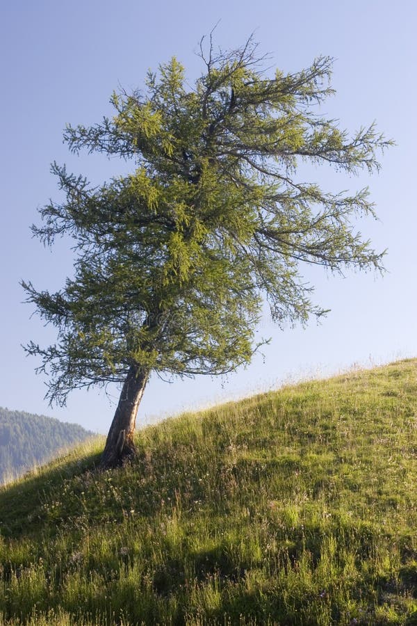 Albero Di Larice Solo Nel Colore Giallo Di Autunno Fotografia Stock ...