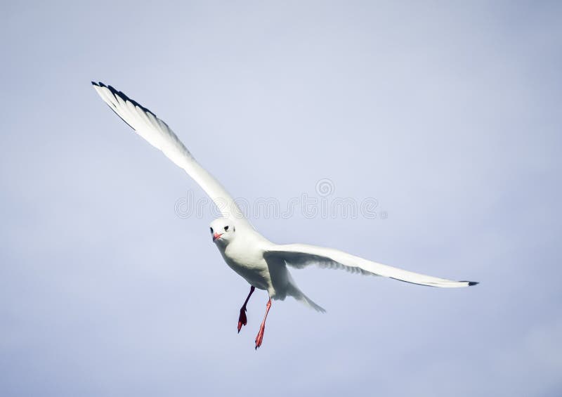 Seagull family stock image. Image of coming, black, pond - 83279003
