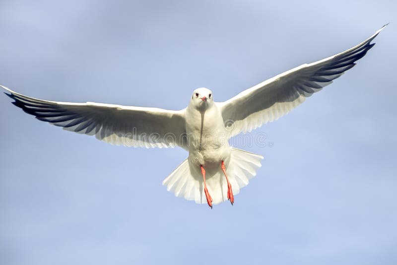 Laridae - Seagull Family Birds Stock Image - Image of black, estuary ...
