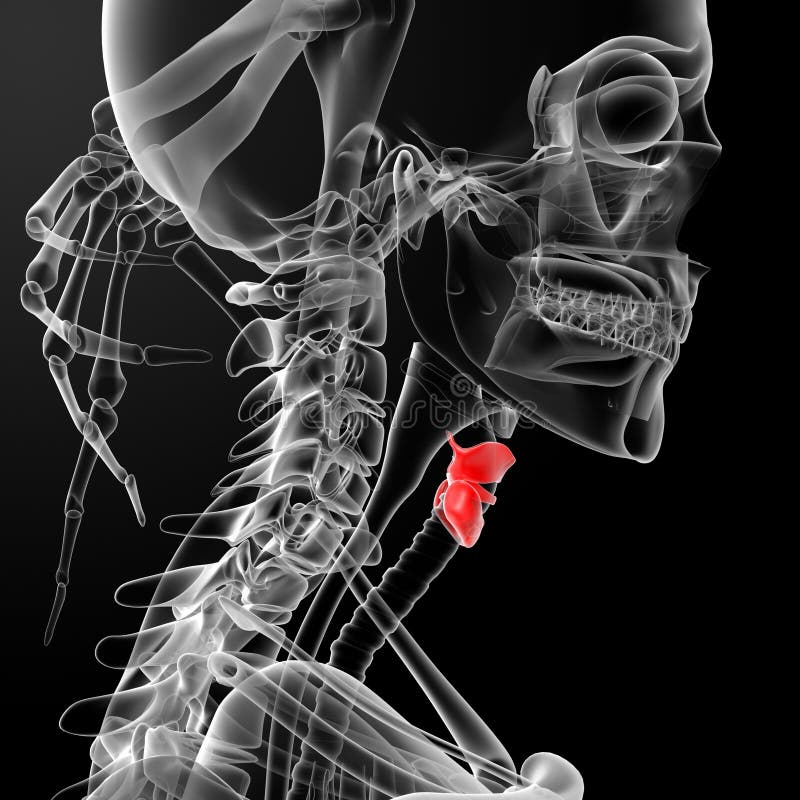 Una Vista De La Laringe Que Muestra La Ilustración Vintage De Los ...