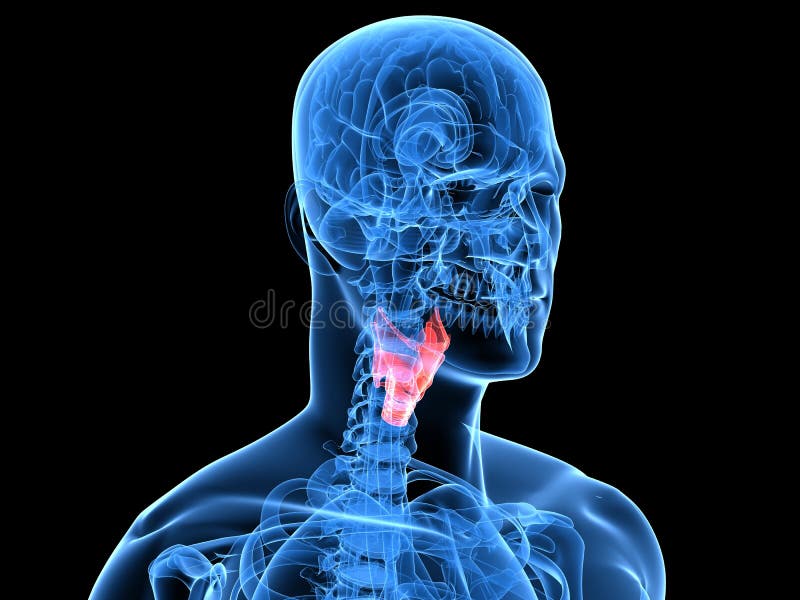 Laringe destacada stock de ilustración. Ilustración de laringe - 11898359