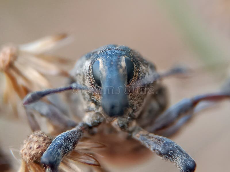 Larinus planus stock photo. Image of nature, pest, weevil - 192890216