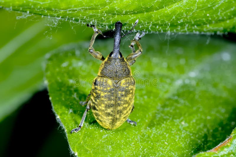 Hazelnut Weevil (Curculia Nucum) Stock Photo - Image of green, beetle ...