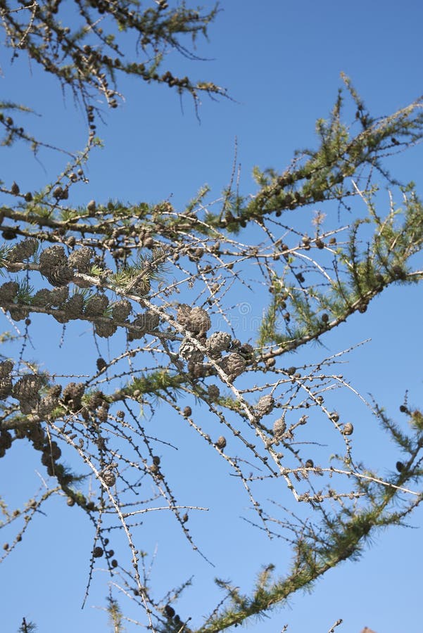 Larix evergreen tree stock image. Image of coniferous - 147410419