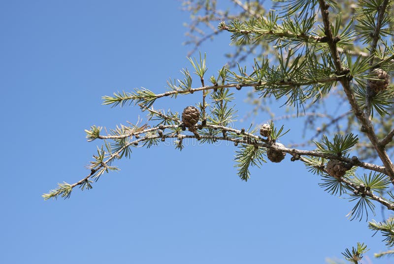 Larix evergreen tree stock image. Image of outdoor, fruit - 147410477