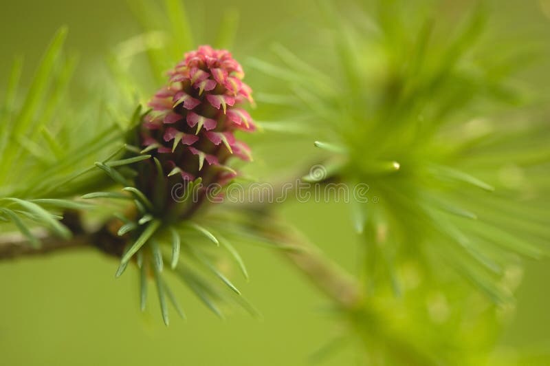 Larix flower stock image. Image of twig, purple, needle - 25114803