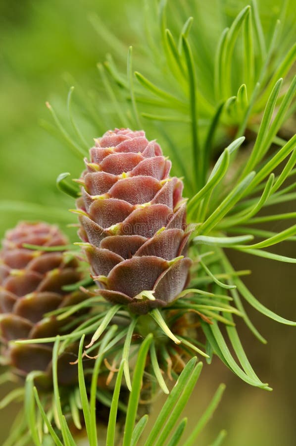 Larix kaempferi stock photo. Image of larix, brown, cone - 82227824