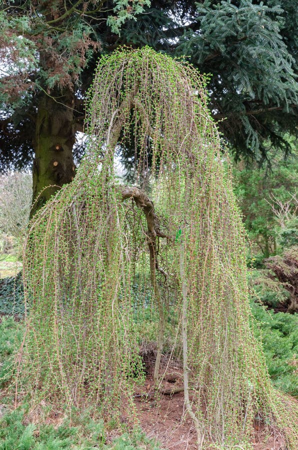 Larix Kaempferi Stiff Weeping Stock Image - Image of coniferous ...