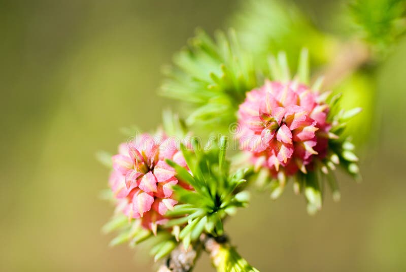 Larix - larch flower stock image. Image of destinations - 24907381