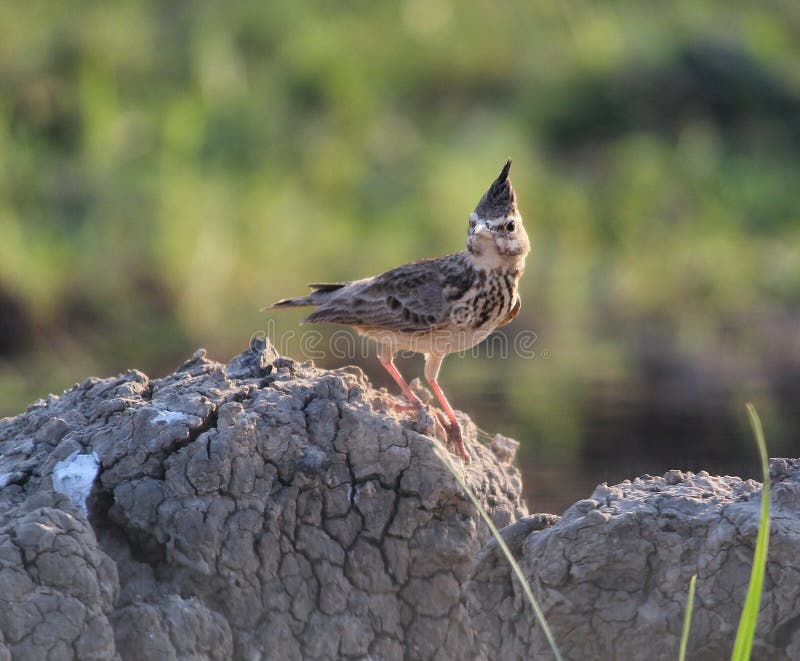 Bird Lark stock photo. Image of peace, displayfligh, species - 65804620