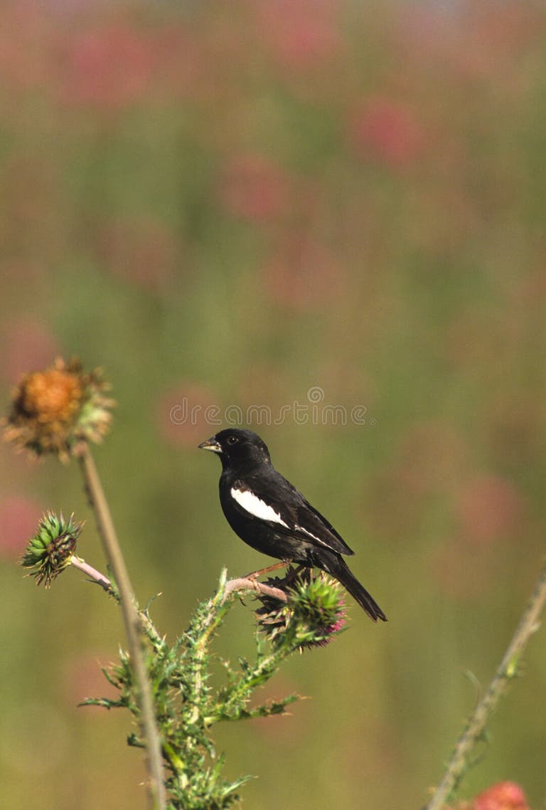 Lark Bunting Vector Stock Photos - Free & Royalty-Free Stock Photos ...