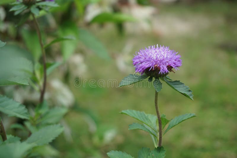 A Lark Daisy Bloom, Centratherum Punctatum Stock Image - Image of ...