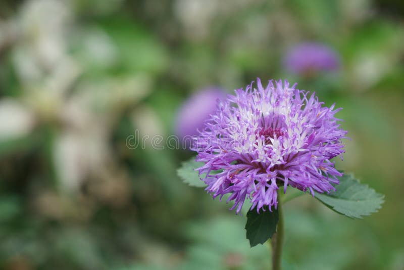 A Lark Daisy Bloom, Centratherum Punctatum Stock Image - Image of ...