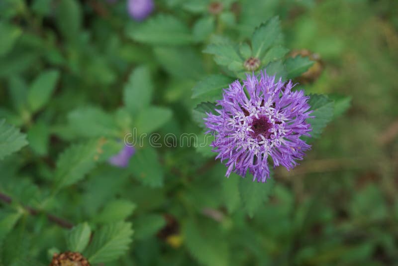 A Lark Daisy Bloom, Centratherum Punctatum Stock Image - Image of color ...